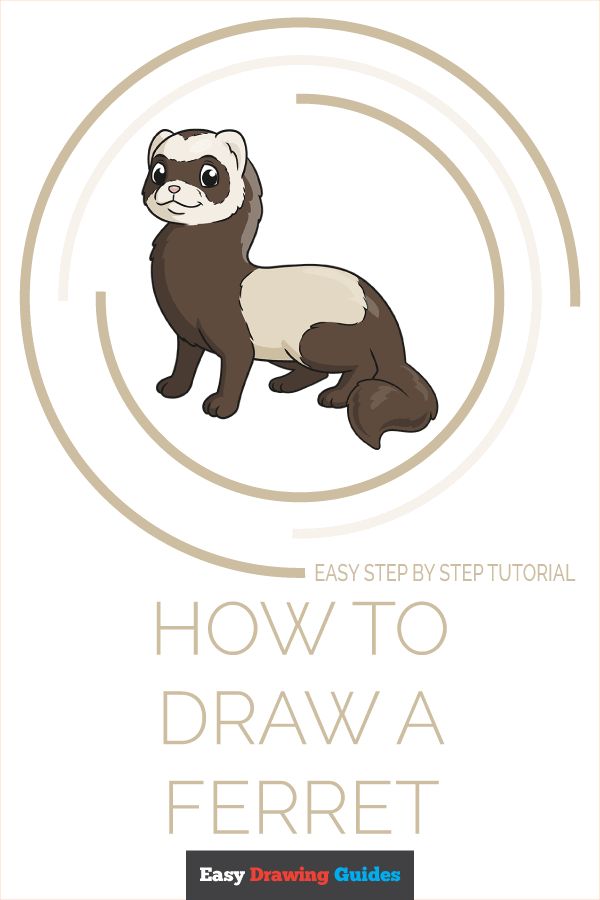 Ferret Drawing Tutorial