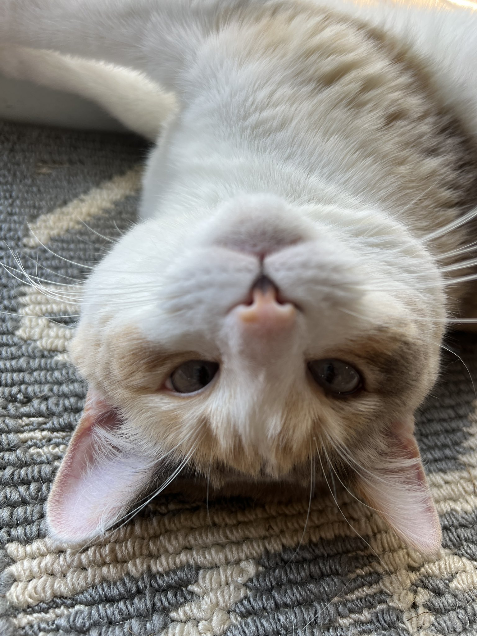 benchwarmer🎊 lmk spoilers (@gummyroni) / Twitter