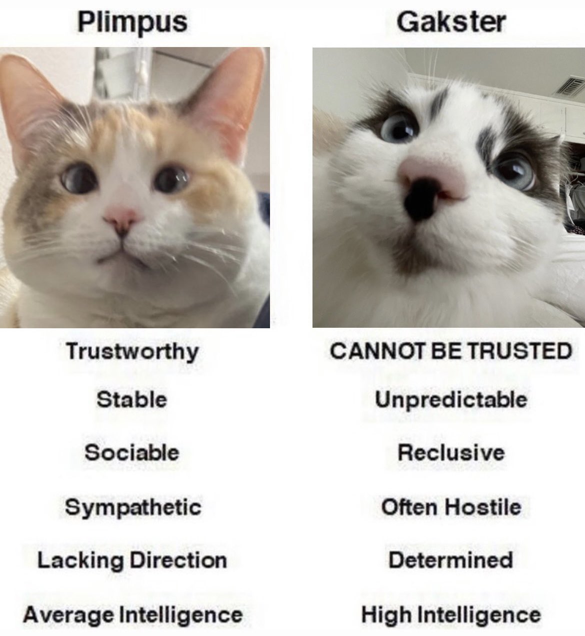 benchwarmer🎊 lmk spoilers (@gummyroni) / Twitter