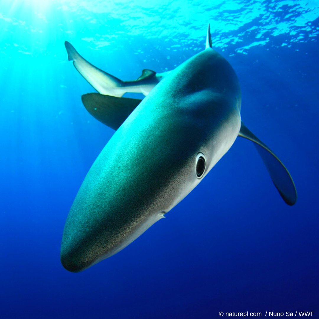 New Species Of Shark 2022