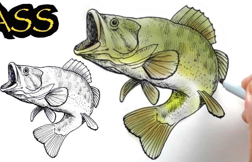 Bass Fish Drawing Step By Step