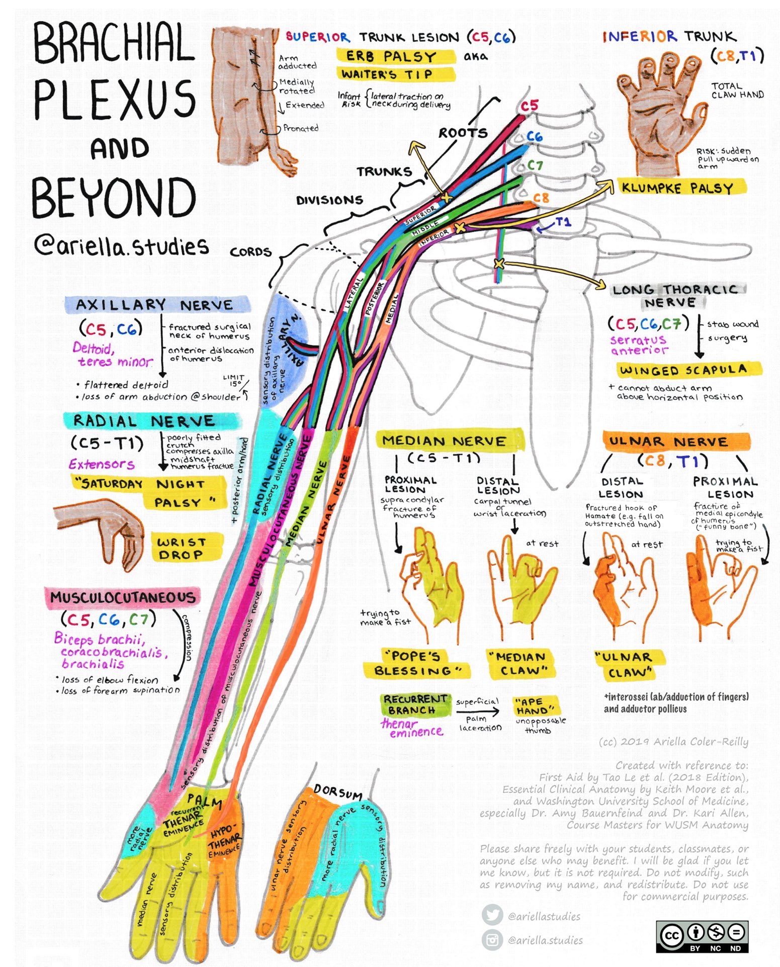 Oren Gottfried, MD on Twitter: "My favorite brachial plexus anatomy and peripheral nerve lesion ...