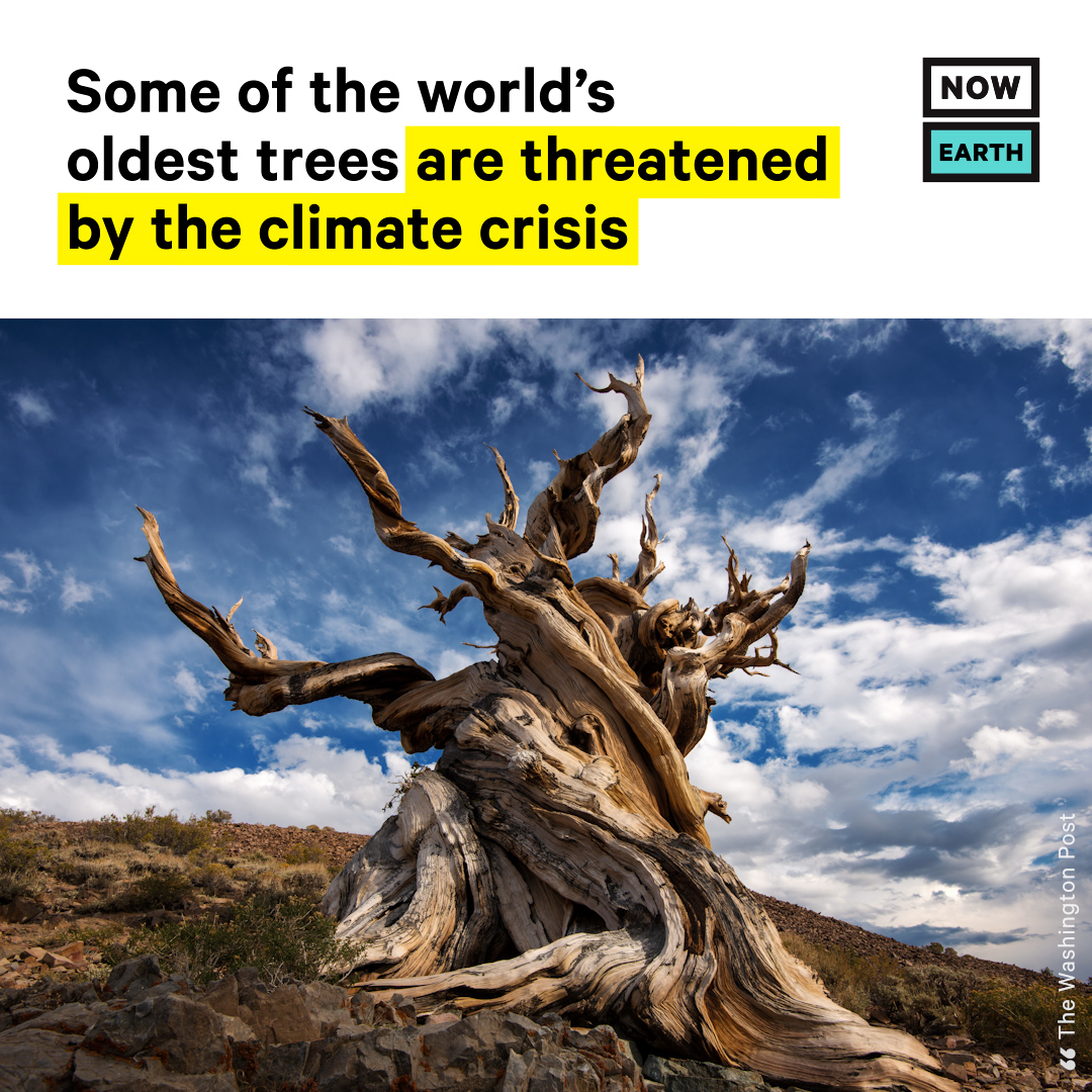 Rising temperatures and drought in the Western U.S., exacerbated by the ...