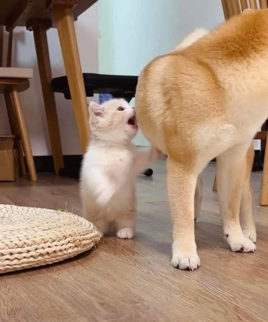 Dogs On Twitter So Cute Https T Co Xrajw7taxe Twitter