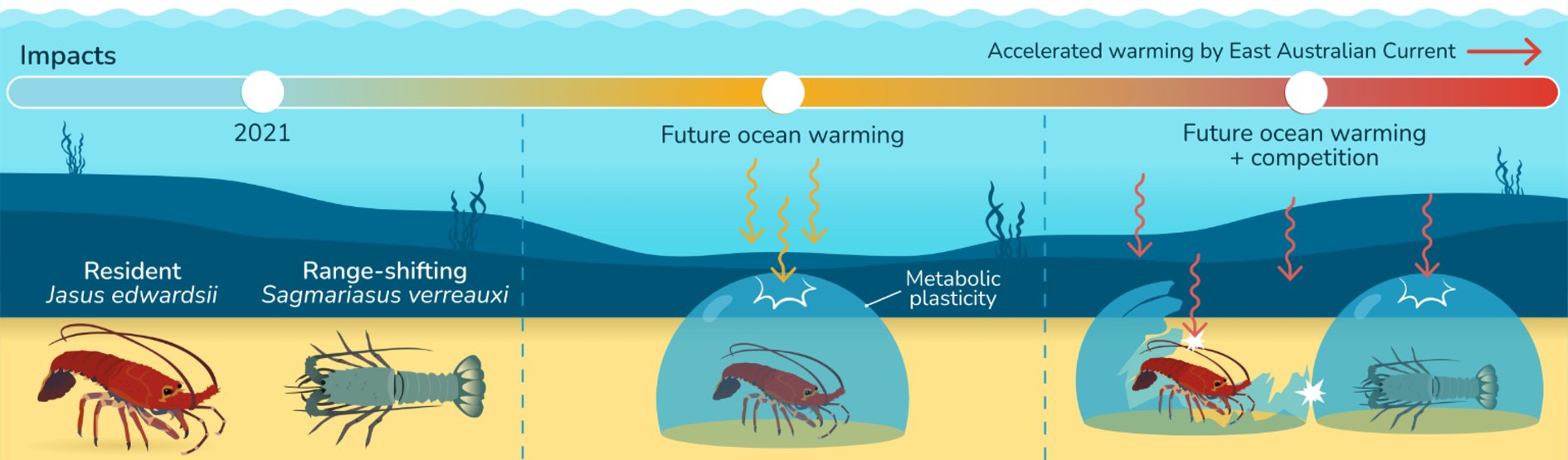 Lobster Life Cycle Diagram