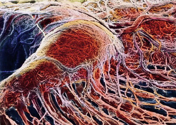 Electron Microscope Human Eye