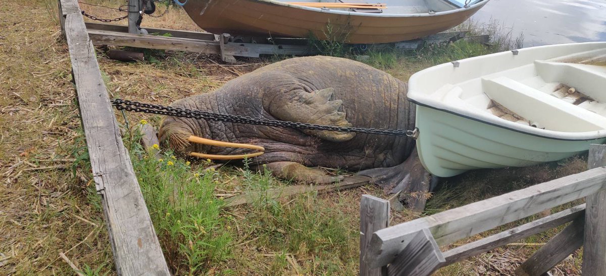 mursu - フィン語メモ