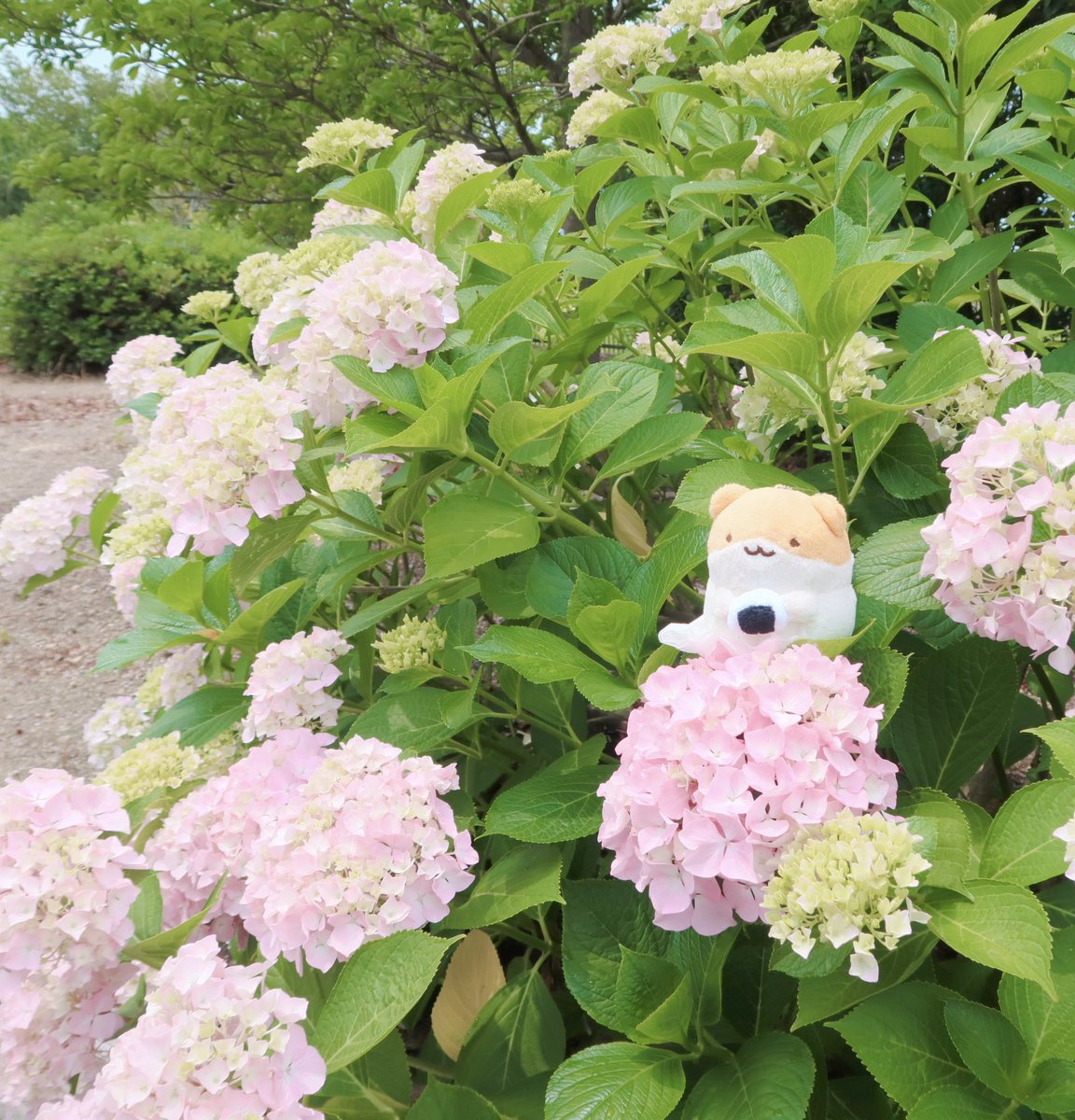 suyao/すやはむアルバム (@sysysuyao2) さんのモデル作品まとめ (14 件) - Twoucan