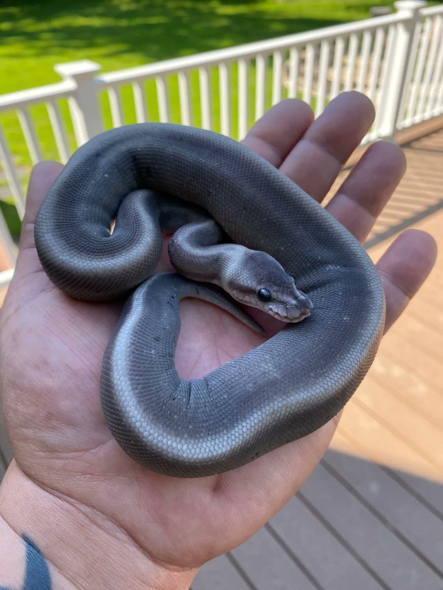 Lesser Super Cinnamon Ball Python