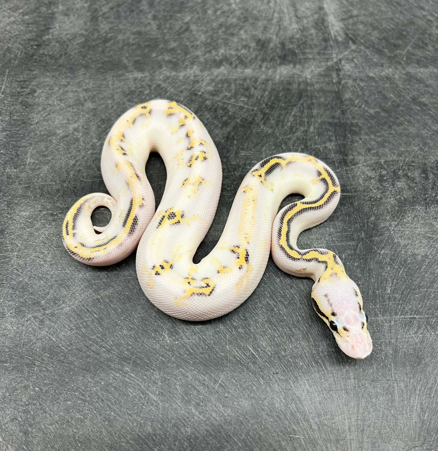 Super Pastel Clown Ball Python