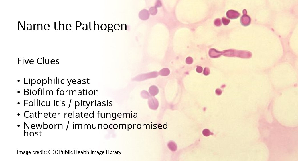 Weekend Digest Name the Pathogen Five Clues 1. Lipophilic #yeast 2. # ...