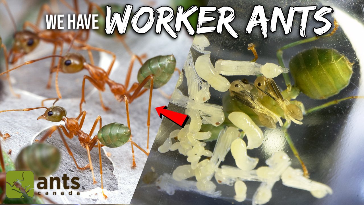Ant Meme