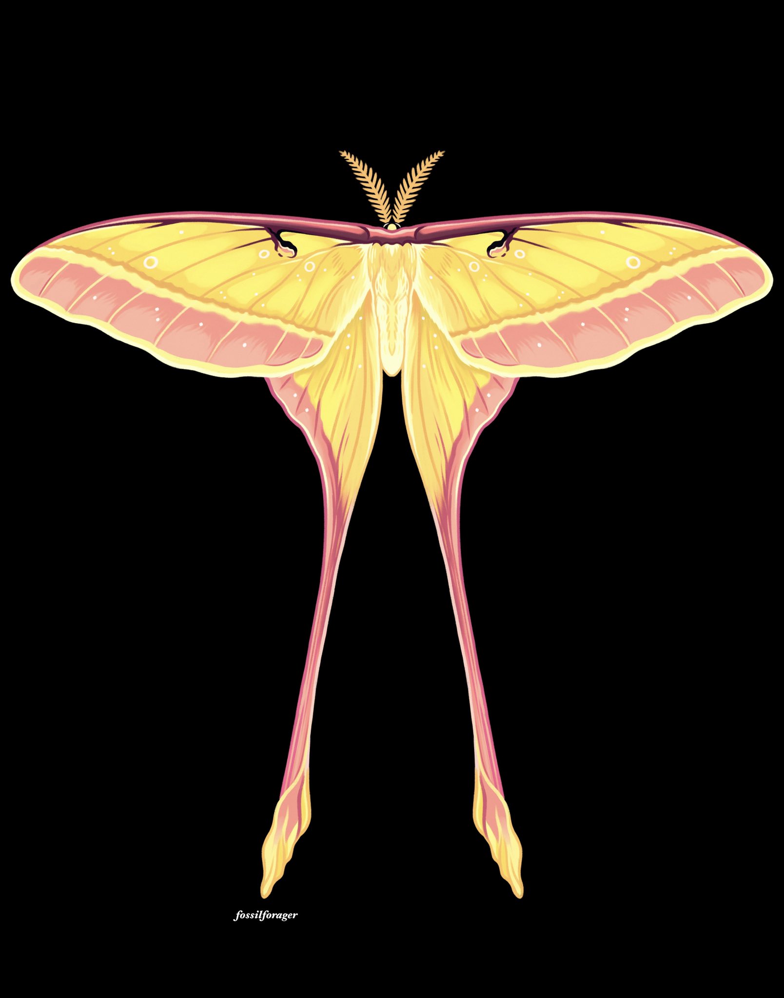 Chinese Luna Moth: Identification, Life Cycle, Facts, 50% OFF