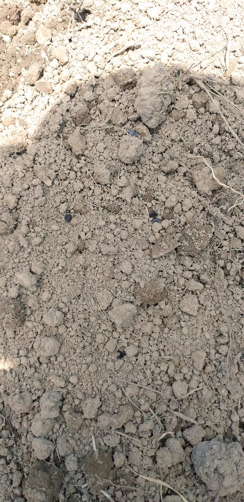 有東部開発tobufarm🌾🚜 On Twitter 小学生の子供たちに体験してほしくて、 今日は そば を手播きしました🌱 でわかおり という品種です💡 月曜日に播いた