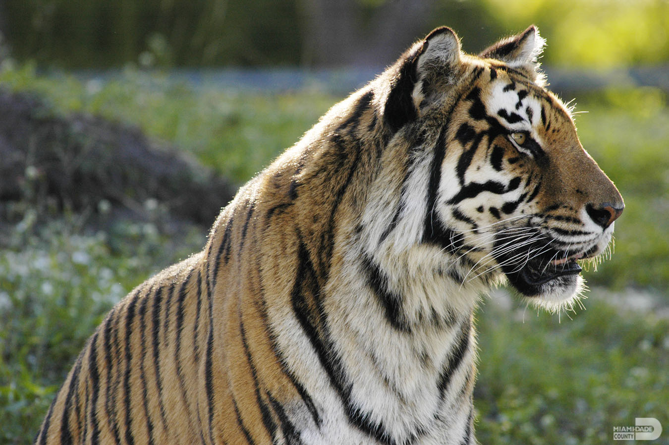 Tiger Side View Sitting