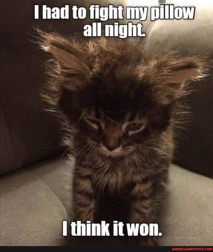 Cute Kitten Meme