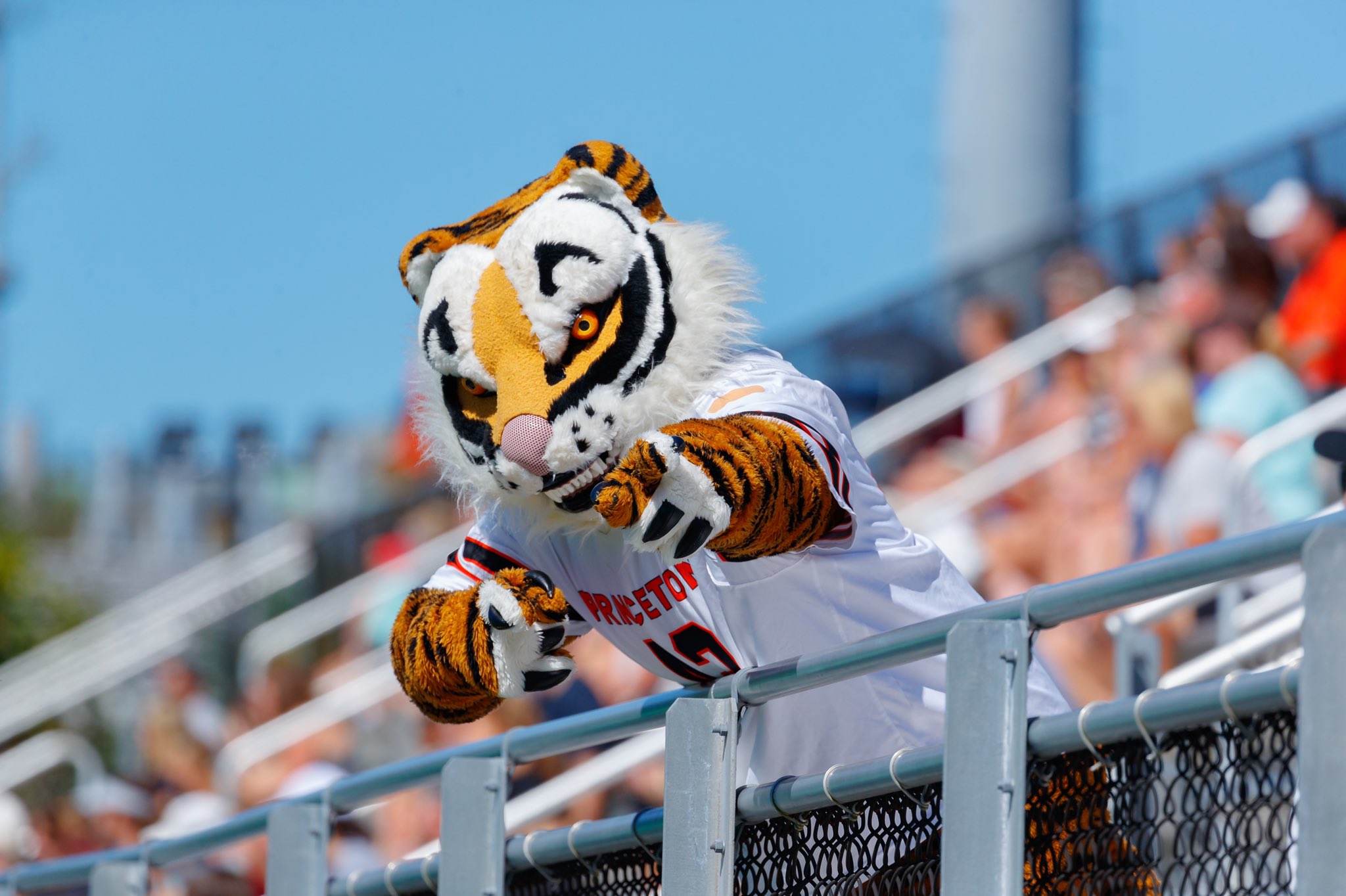 Princeton Tiger