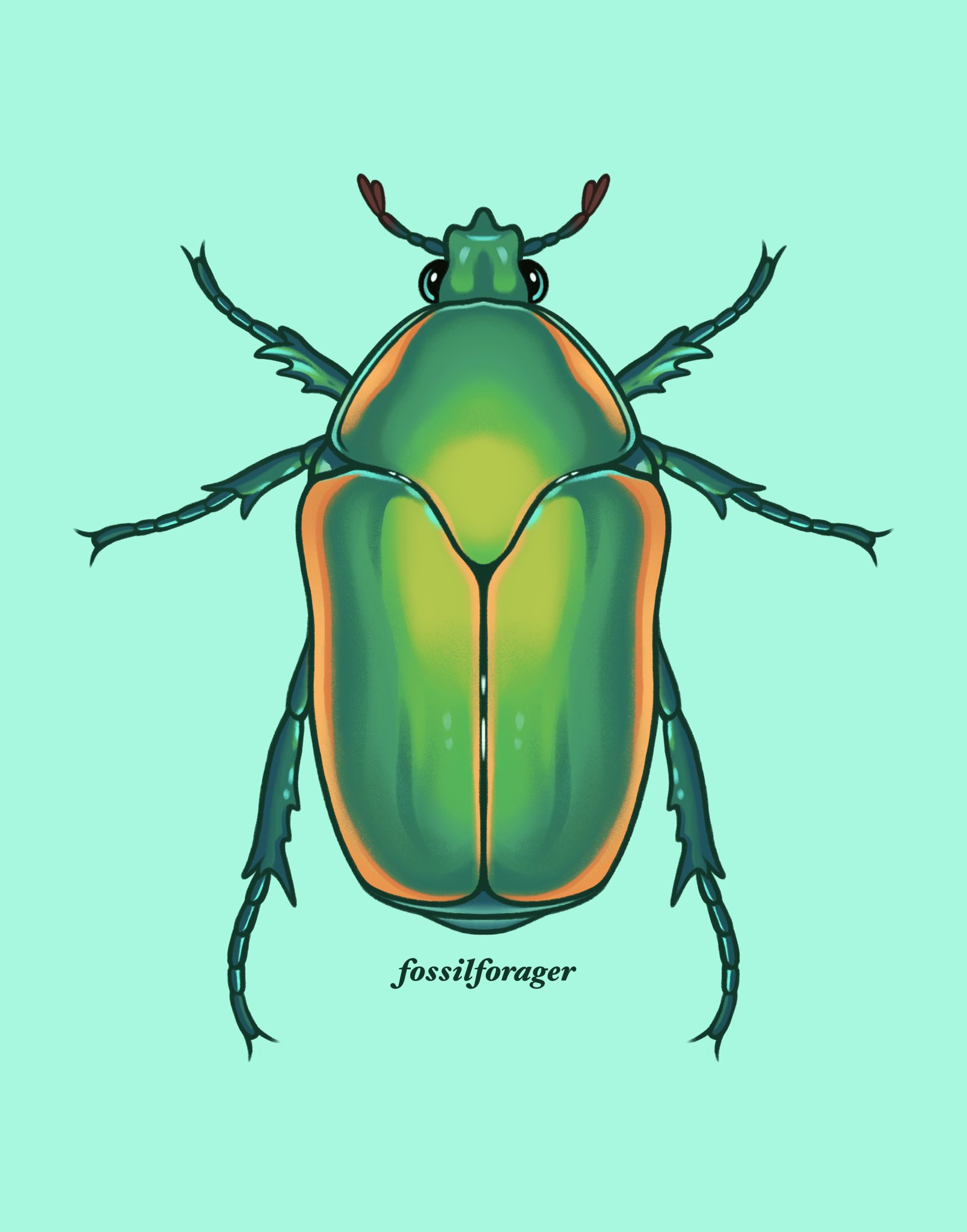 Figeater Beetle