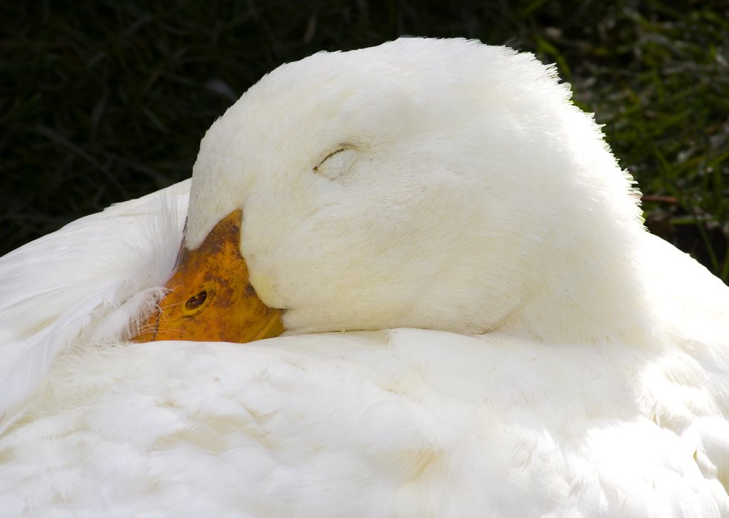 Goose on Twitter: "shleepy goose today https://t.co/l3rqaW4VoZ" / Twitter