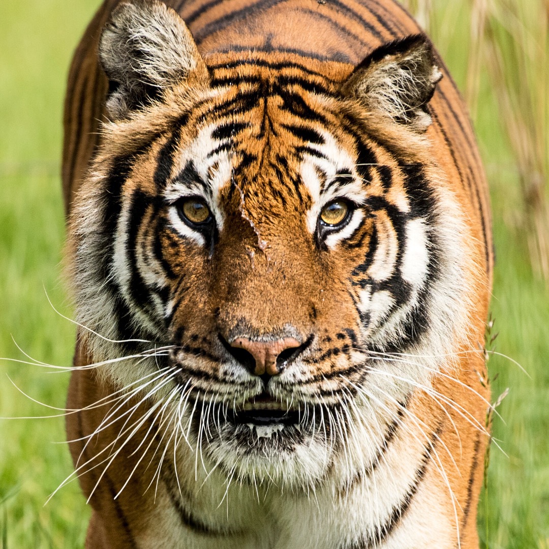 Real Tiger Face