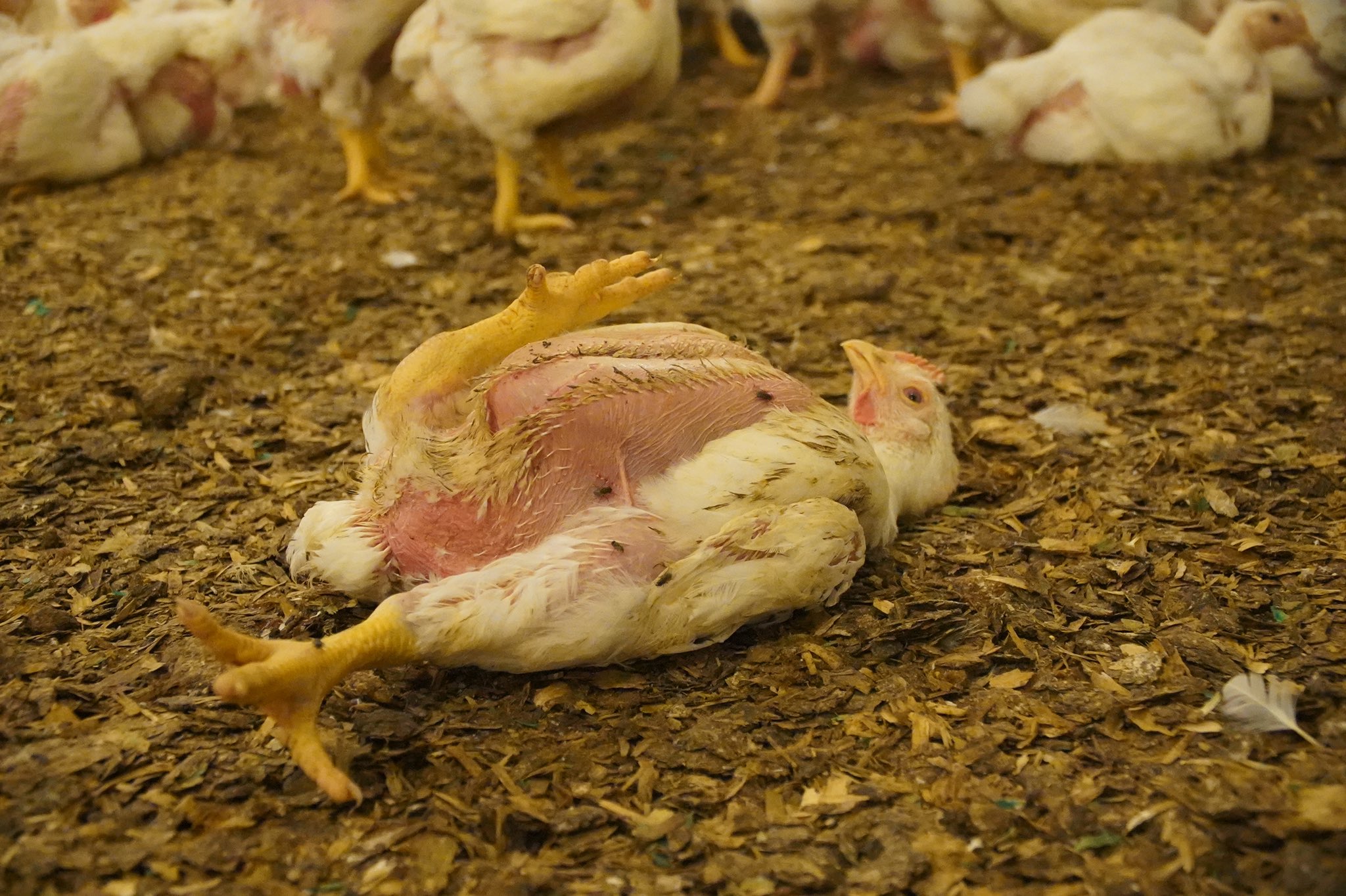 Tyson Chicken Farm Abuse