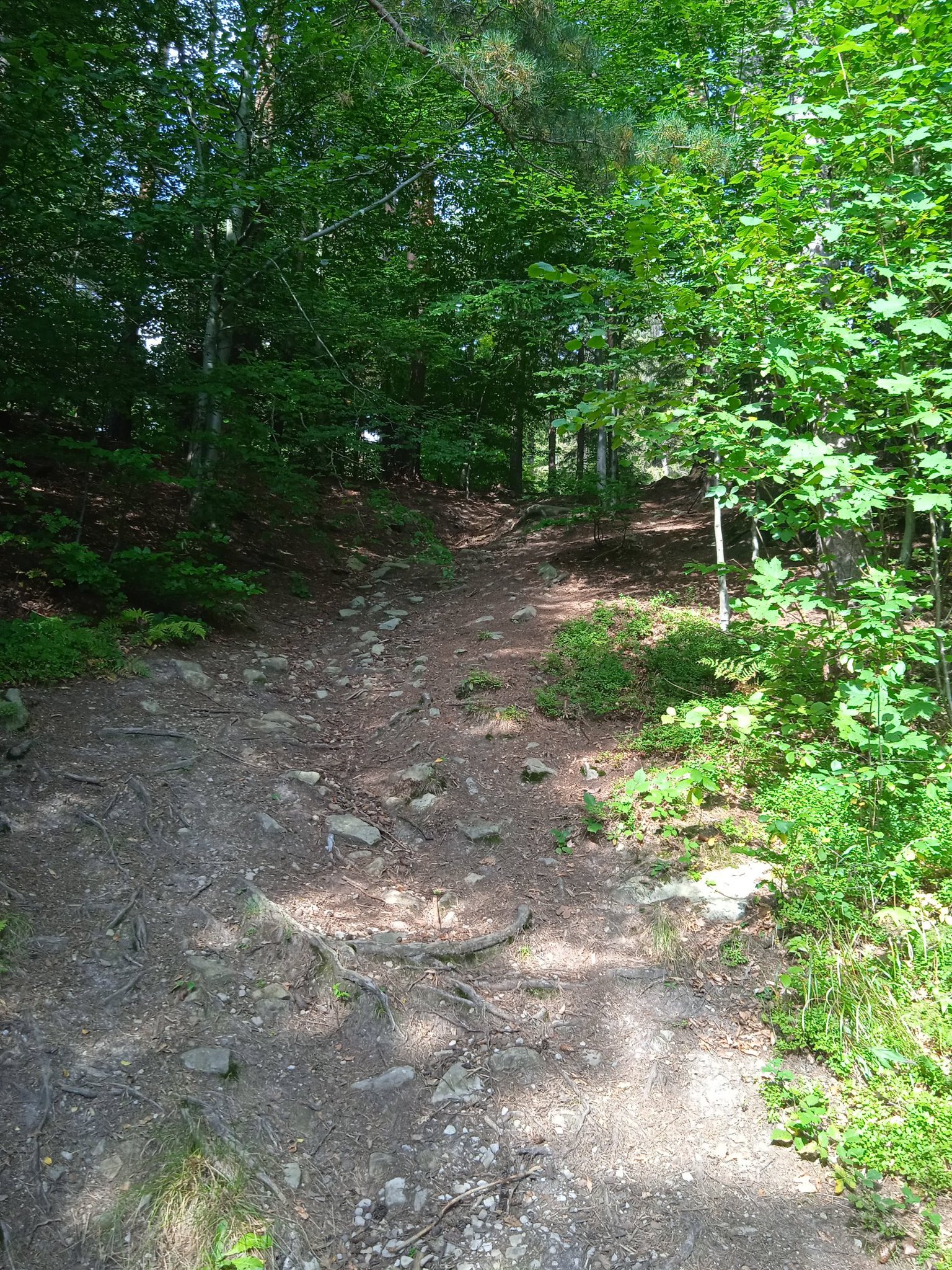 Olya on Twitter: "....Road in the mountain forest https://t.co/LSWmwOKJ74" / Twitter