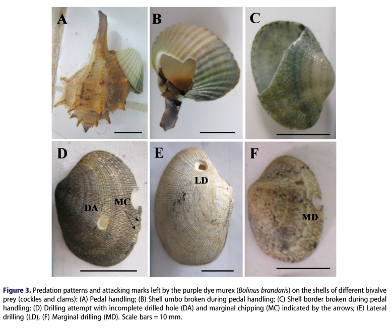 Look at this cute sea snail. Such a harmless looking animal, but so ...