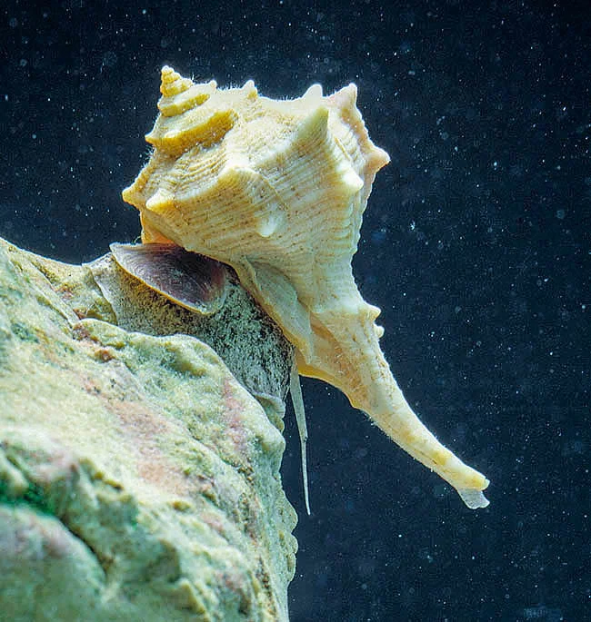 Murex Sea Snail