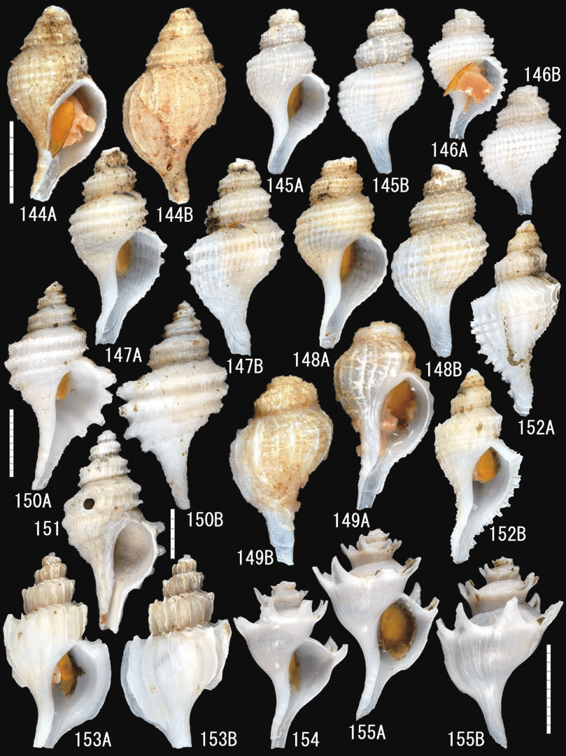 Look at this cute sea snail. Such a harmless looking animal, but so ...