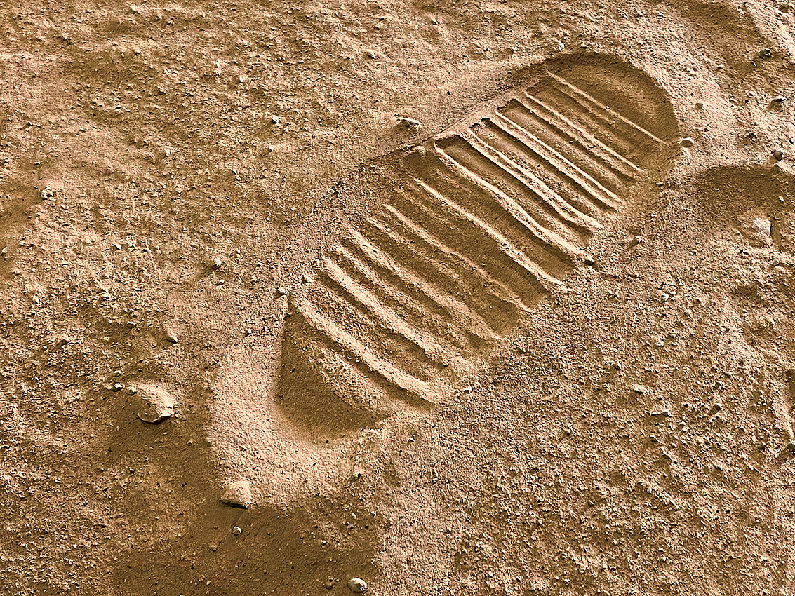 Animals Fossils Of Mars Surfaces