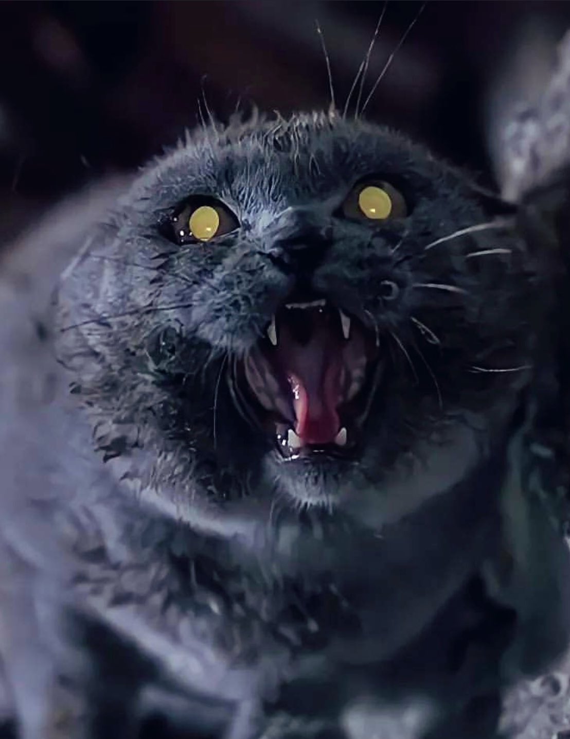Pet Sematary 1989 Cat Pet Sematary (1989 Film) Wikipedia