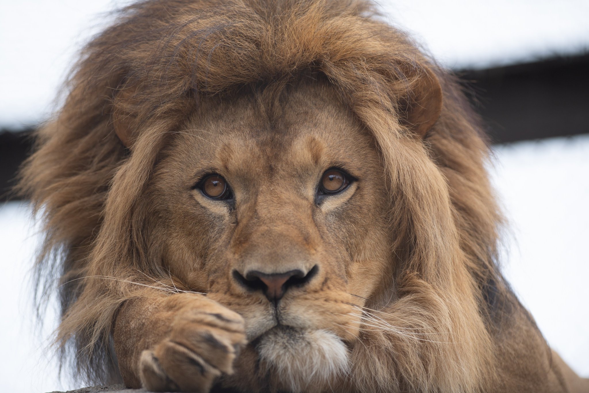 uber_tiger～トラネコとライオンネコ～ on Twitter: "おやすみなさい🦁 #のんほいパーク #ライオン アース https://t.co/6FB432S1Ez" / Twitter