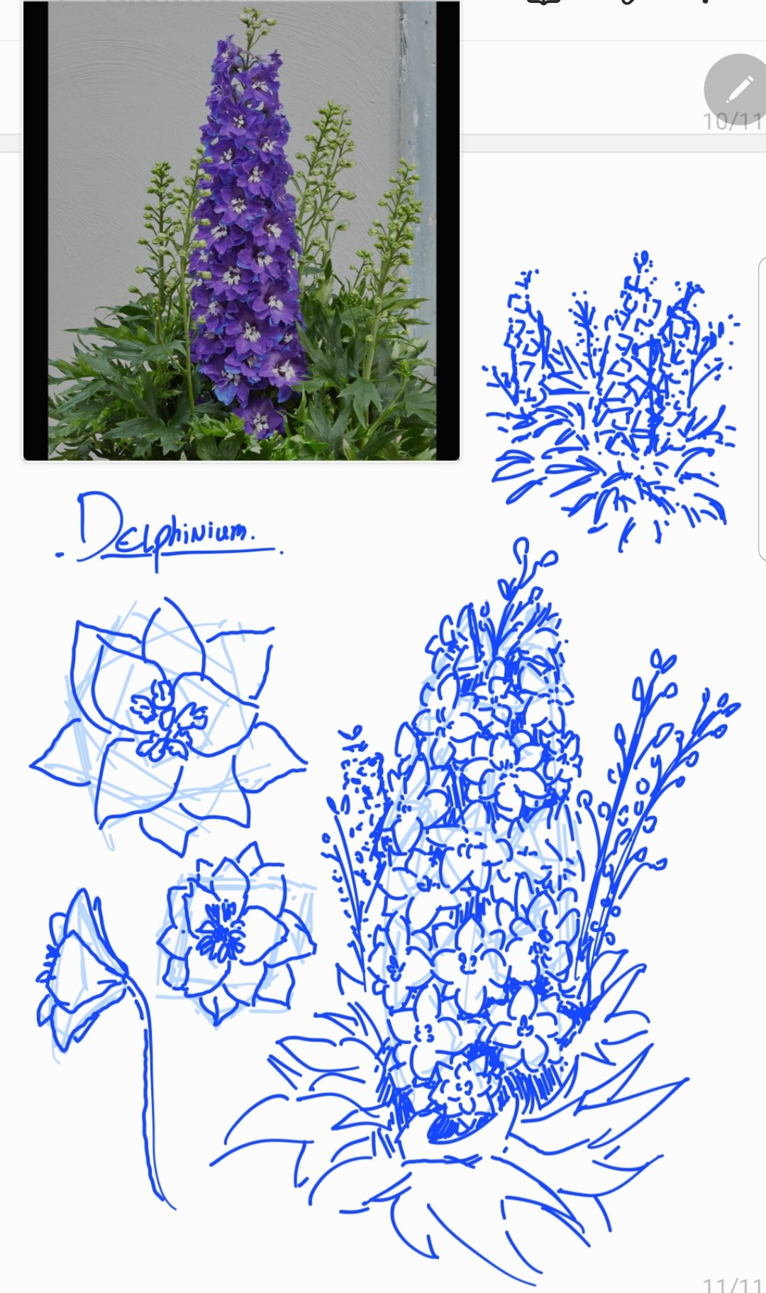 Delphinium Flower Drawing