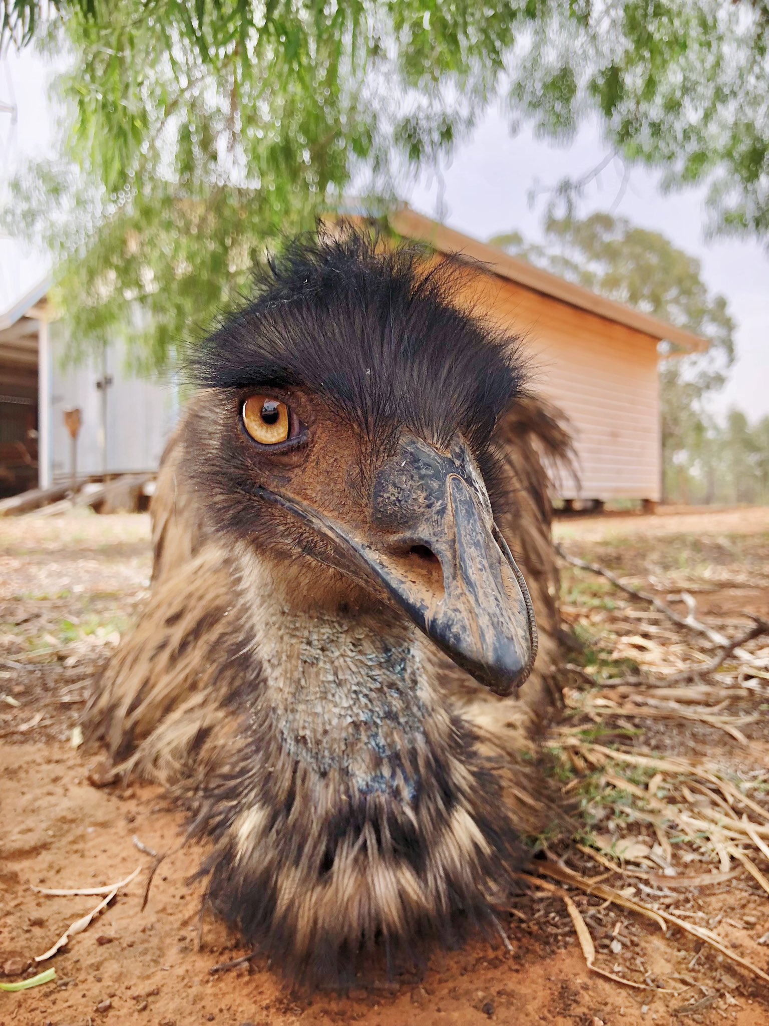 Smiling Emu