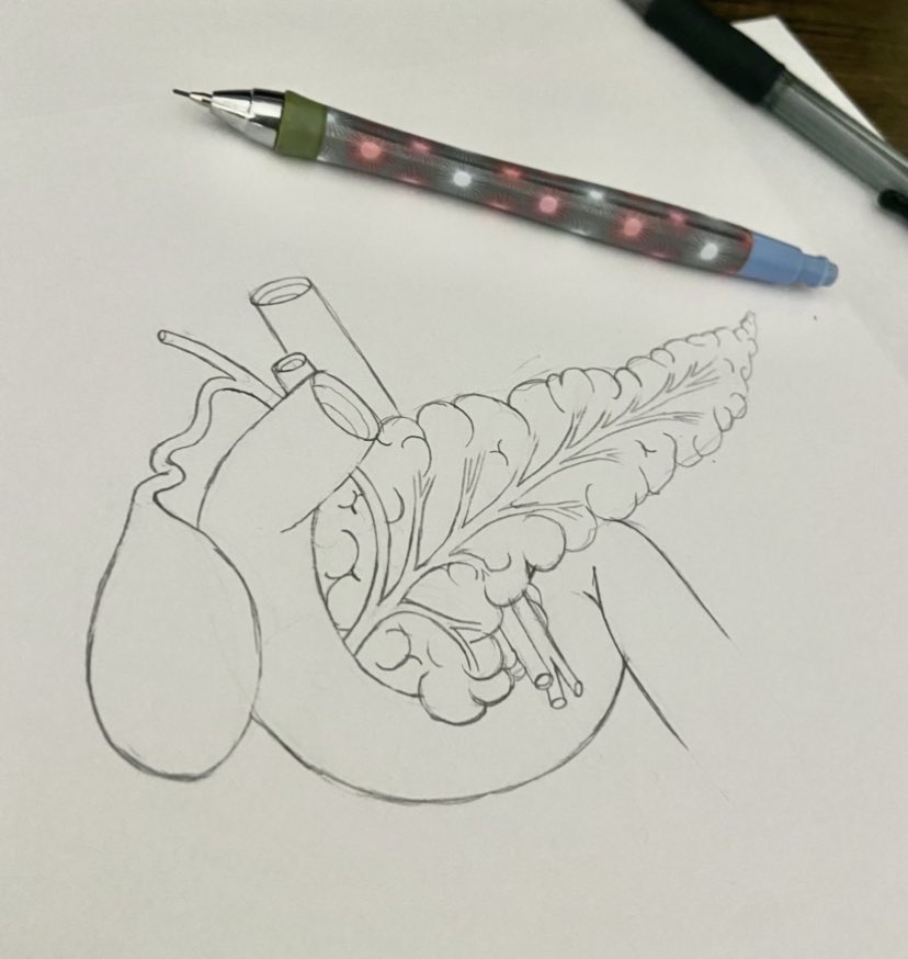Pancreas Drawing