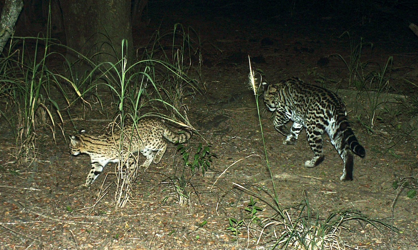 Ocelot Size Comparison