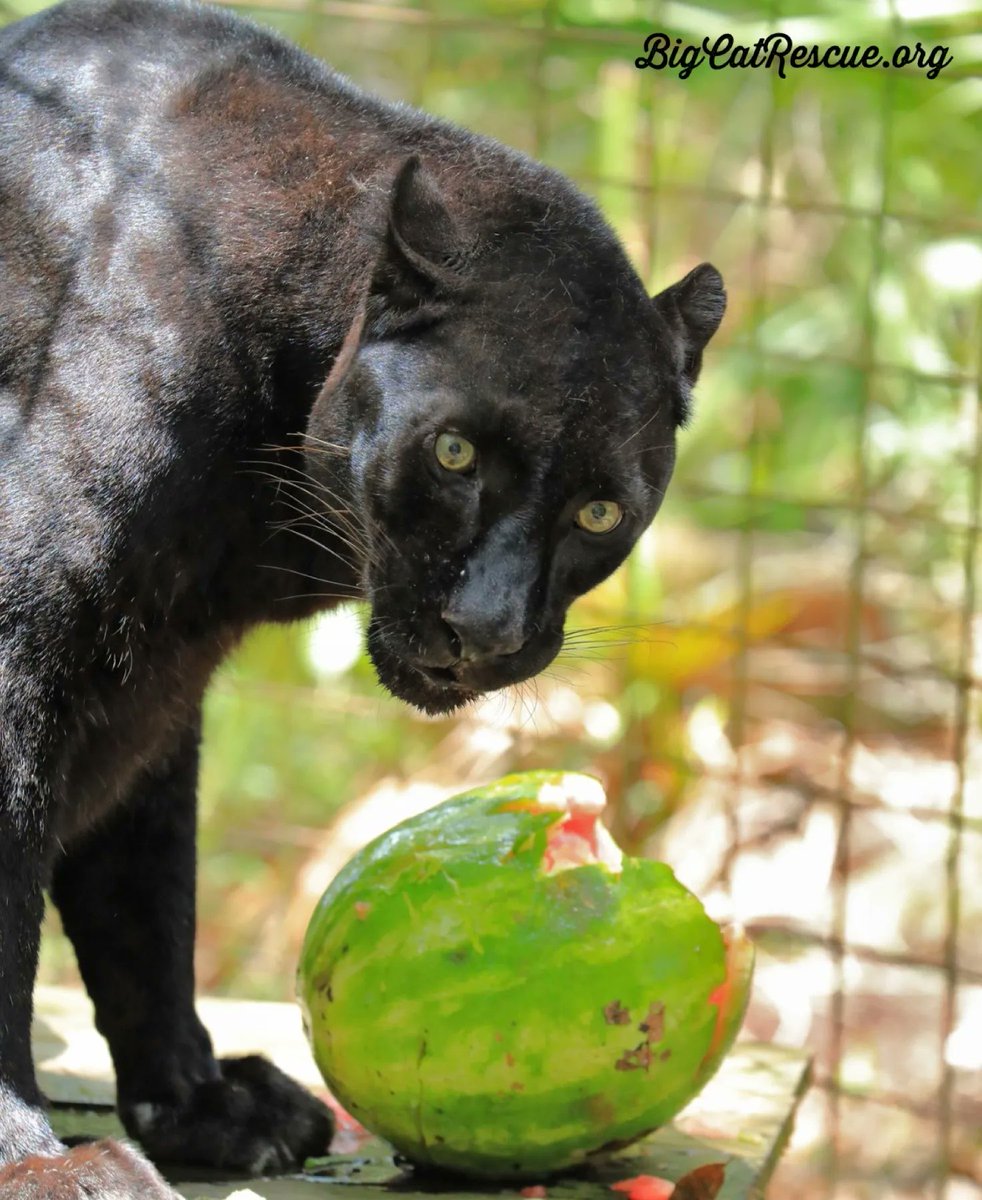 Black Panther Eating