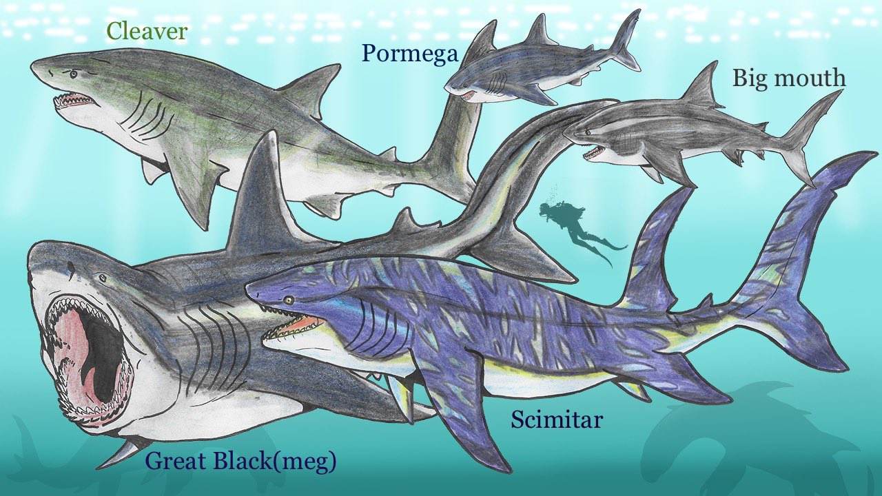 Cool Pictures Of Sharks