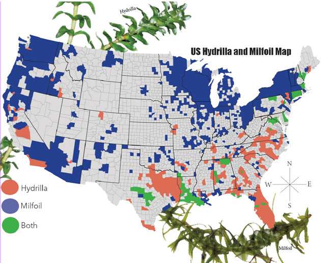 Hydrilla Map