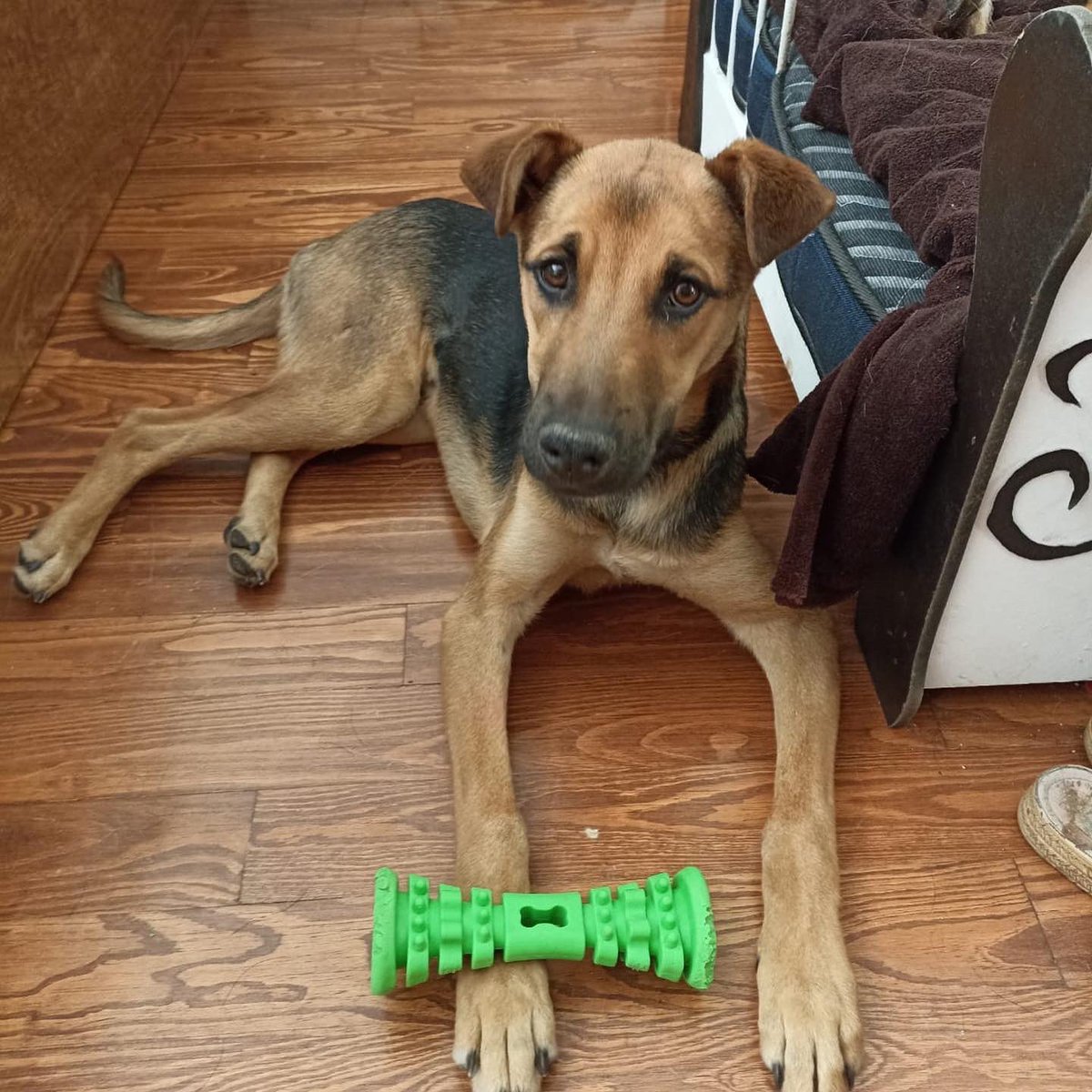 Mascotas Sismo on Twitter: "RT @Animales_CDMX: #Claudio #AdopciónResponsable ¿nos ayudan con RT ...