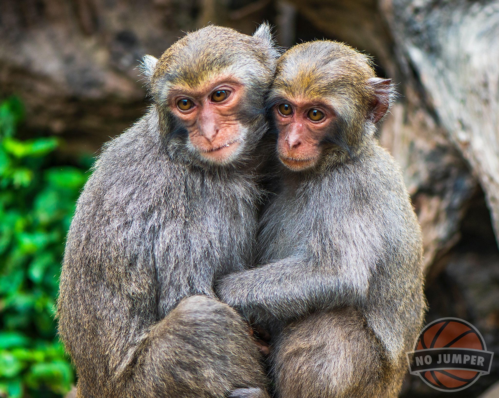 Two Monkeys Holding Hands