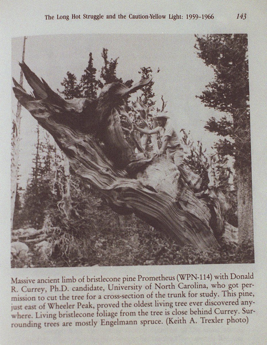Prometheus, the world’s oldest recorded tree, was killed in 1964. A ...