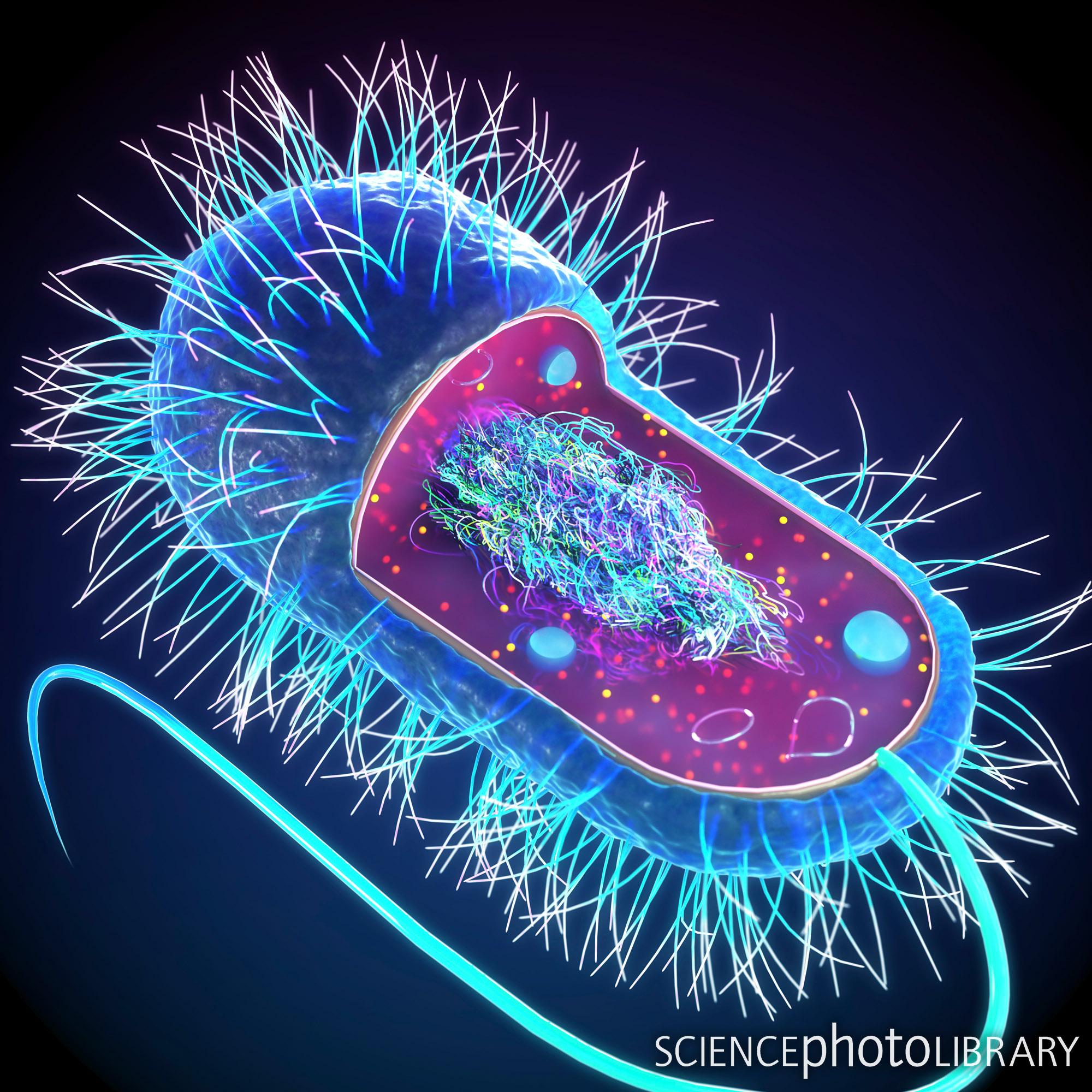 Bacterial Cells Under Microscope