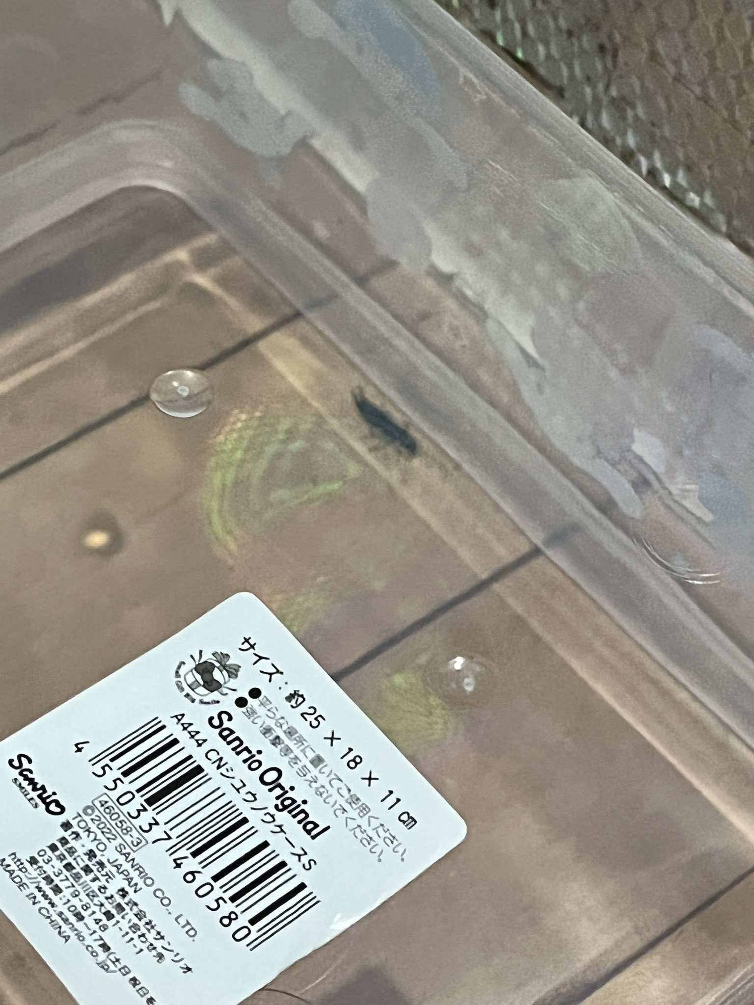 🍊一宮のりか🍊【Asterisk*zero】 on Twitter: "まって大事件だ。 脱衣所に品種改良みたいな、 細長い黒いゴキブリみたいなのいる https://t.co ...