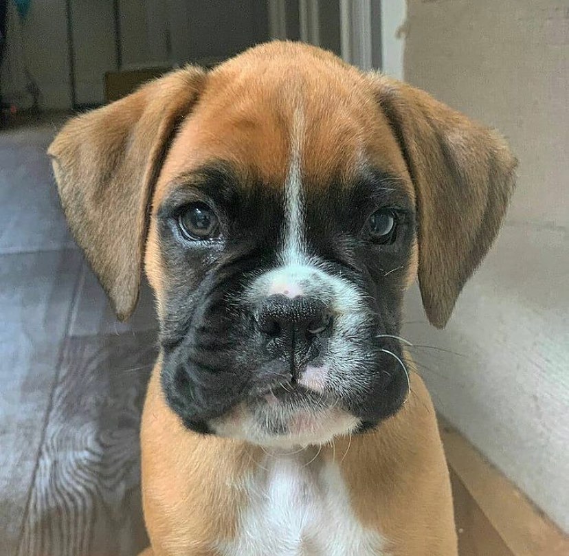 White Boxer Blue Eyes