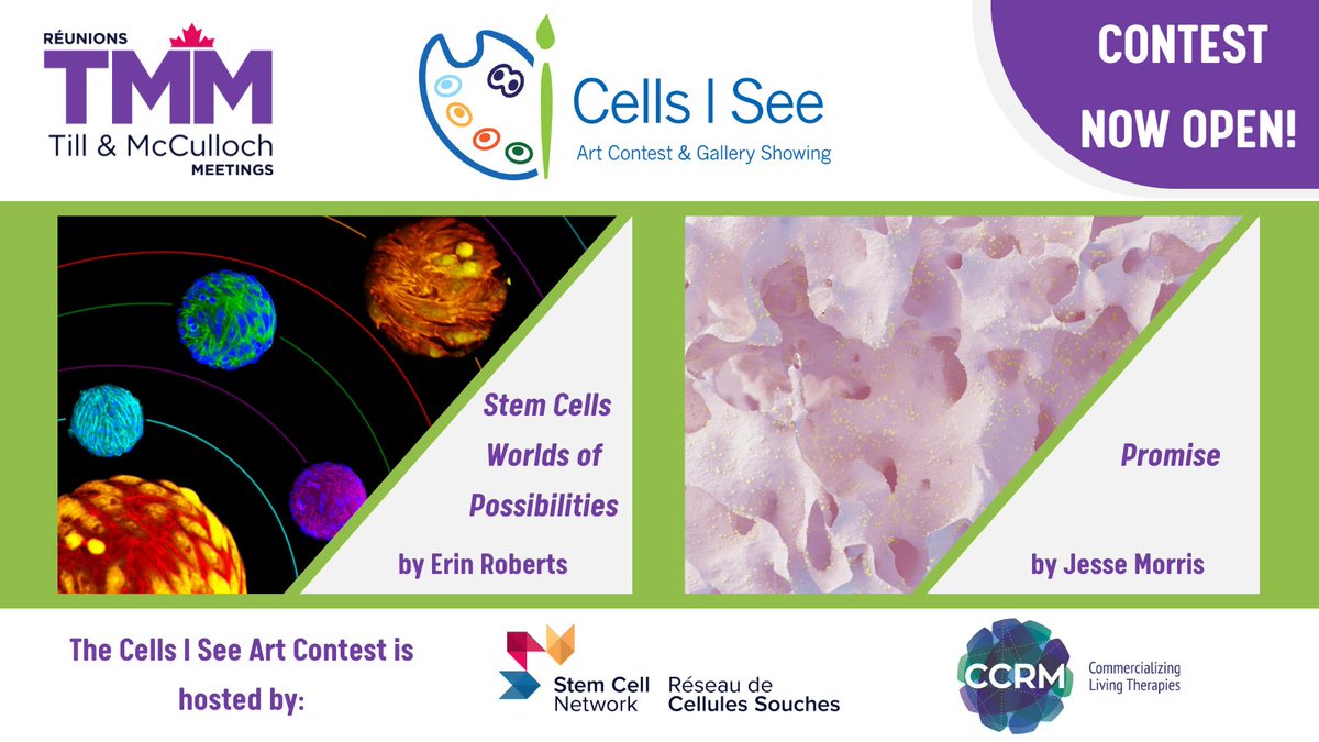 Stem Cell Network