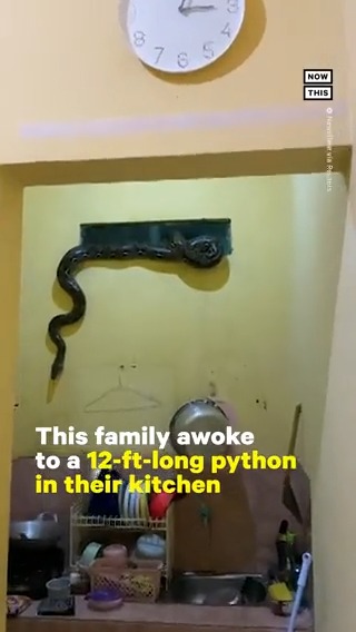 Sssurprise! A family in Indonesia awoke to find a 12-ft-long python ...