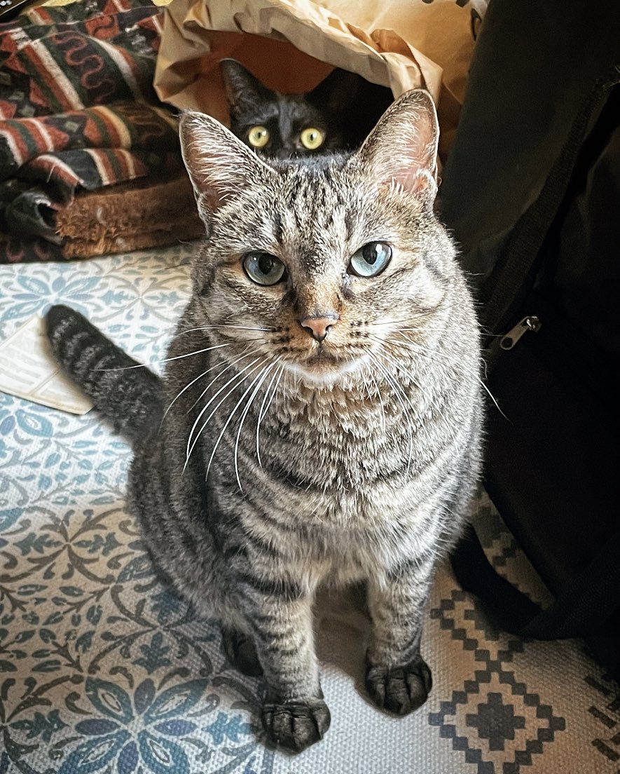 霊猫 | れいびょう | reibyou 是什么意思？-日文字典，日文中文（简体）字典 Mazii