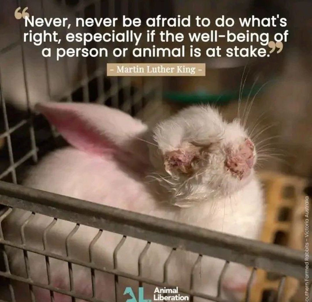 Animal Testing Quotes