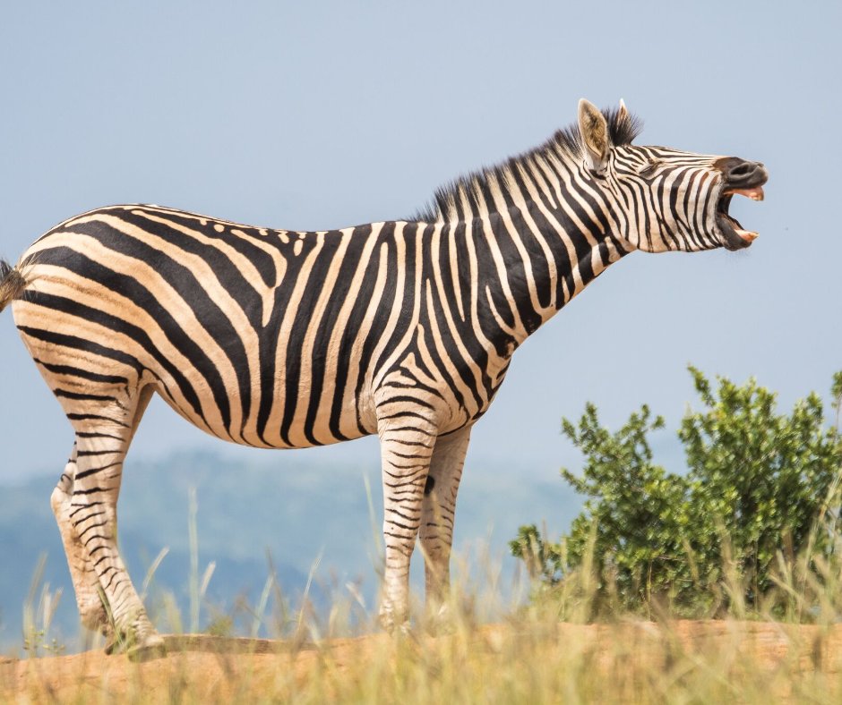 Zebra Camouflage
